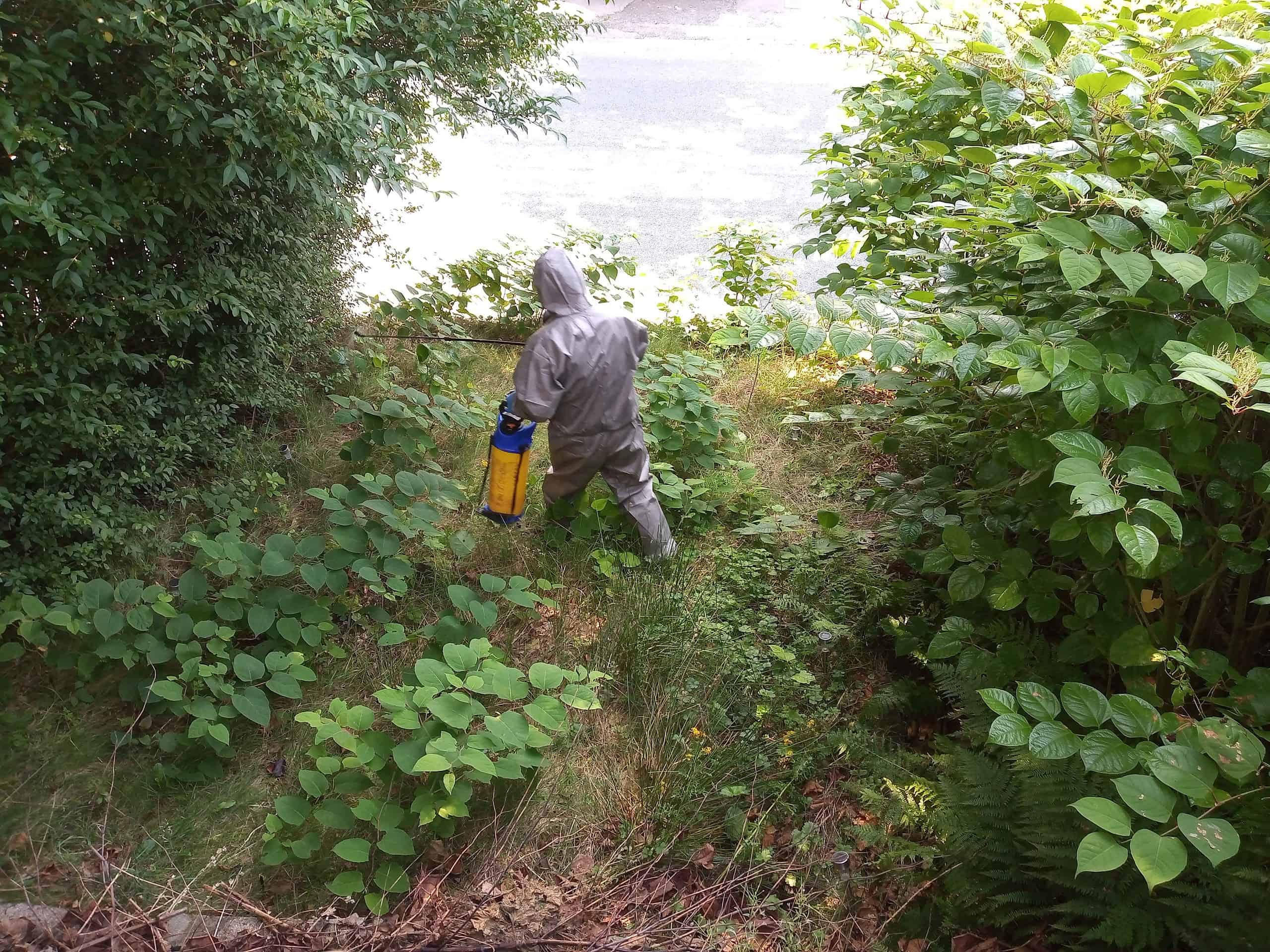 What is the most invasive plant in the UK? 2025 - Japanese Knotweed Plus