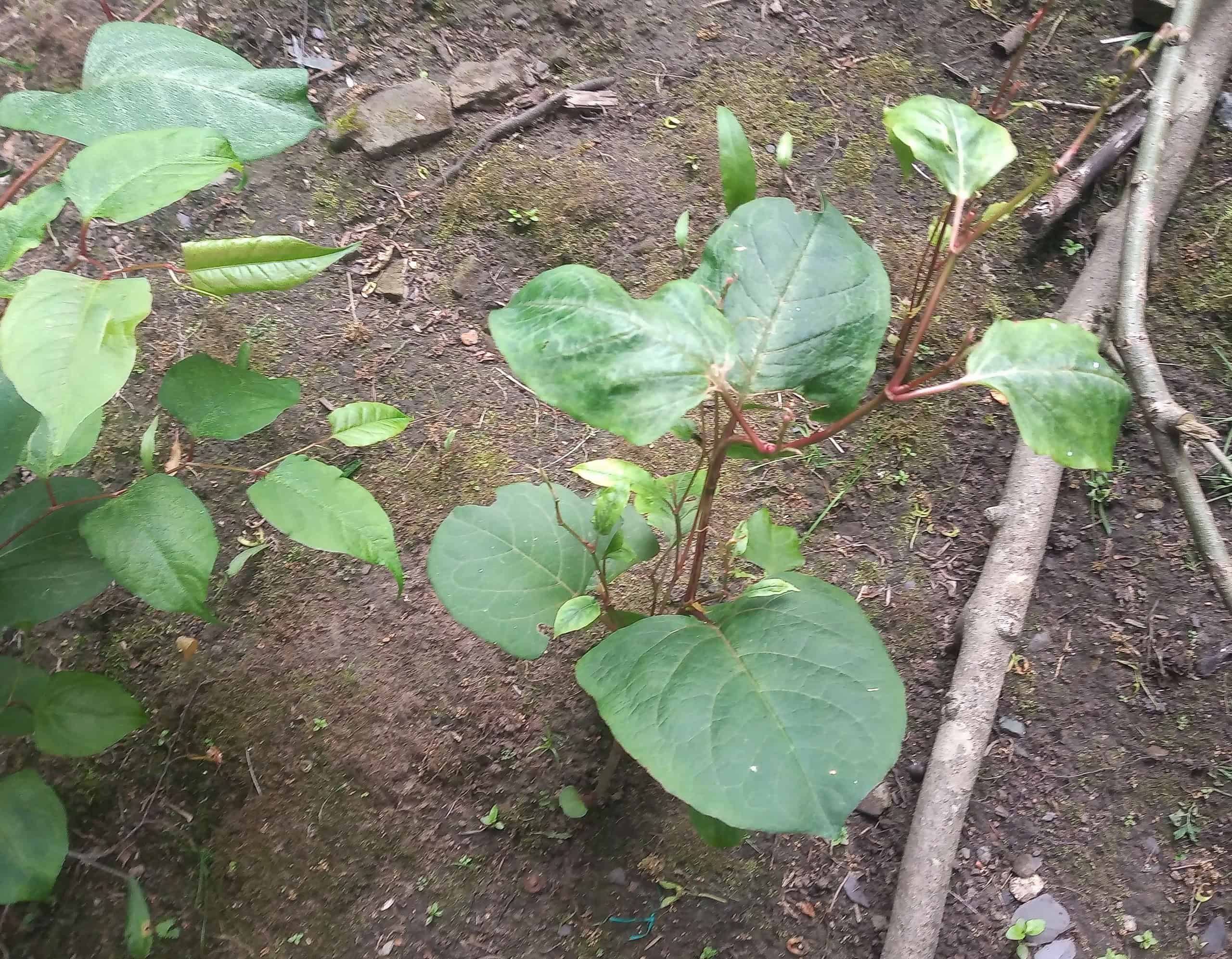 The Importance of Japanese Knotweed in Restoration Ecology and ...