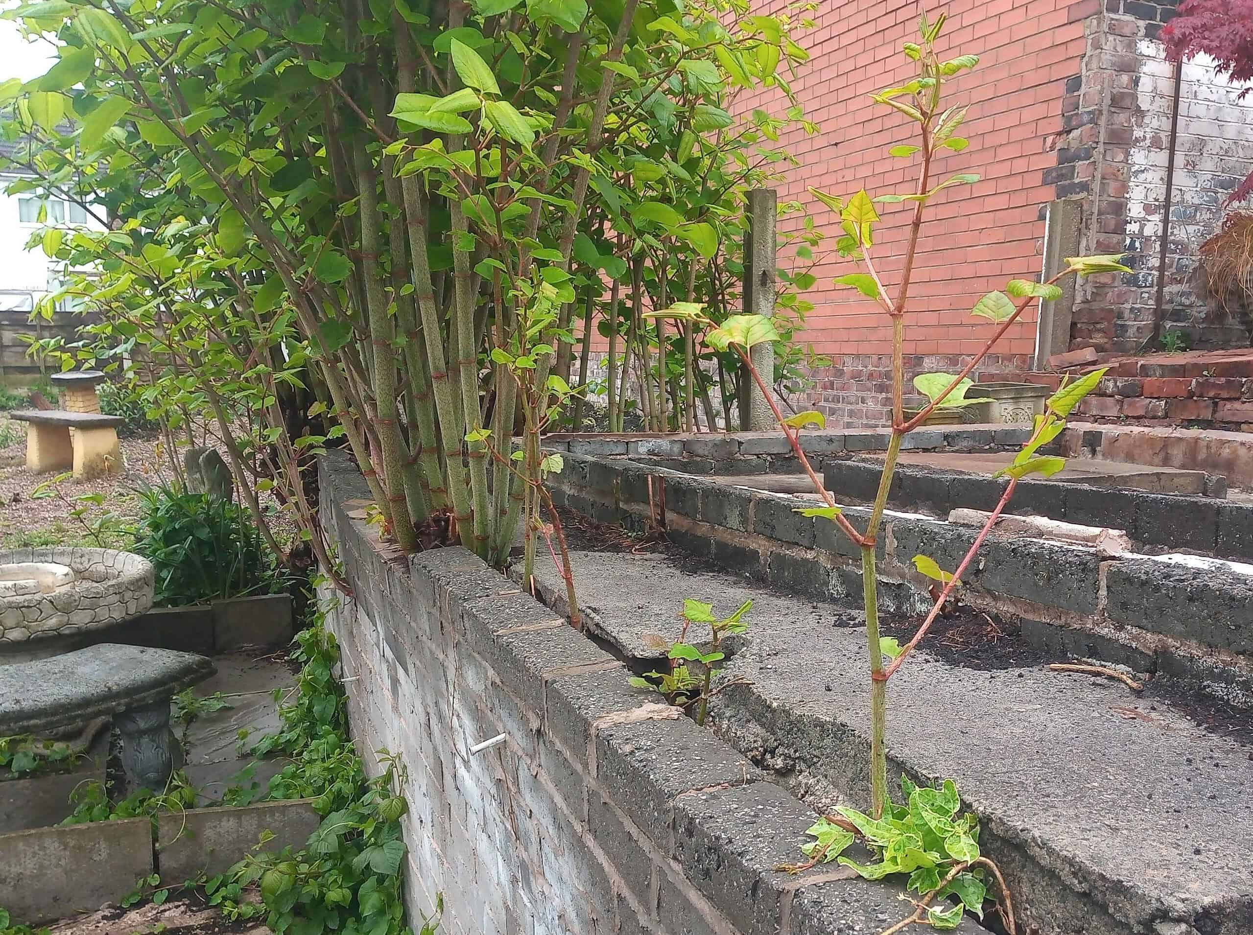 How to Protect Your Landscape Design from Japanese Knotweed Infestation ...