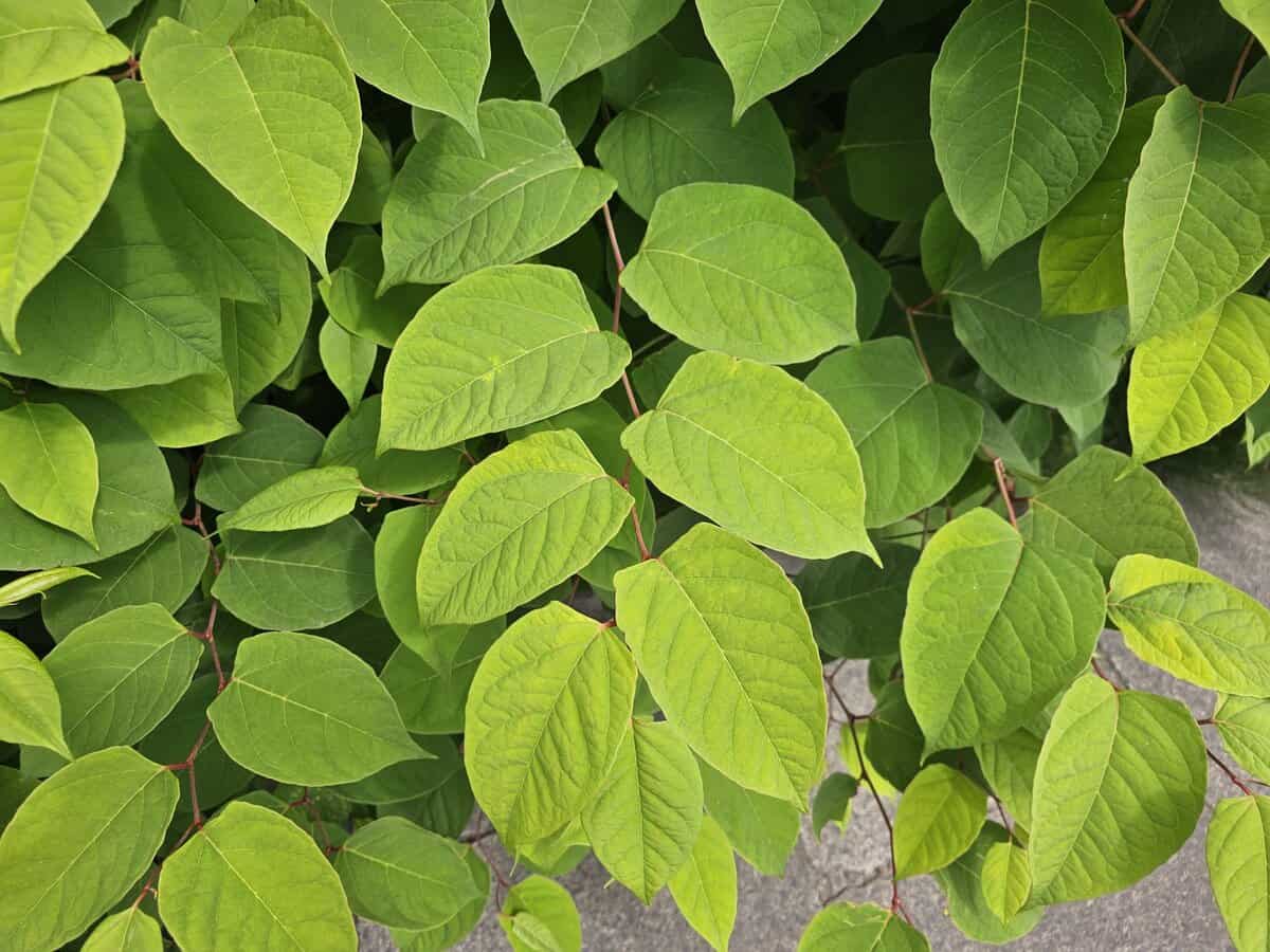 How to Reclaim Your Property After Japanese Knotweed Infestation 2026 ...