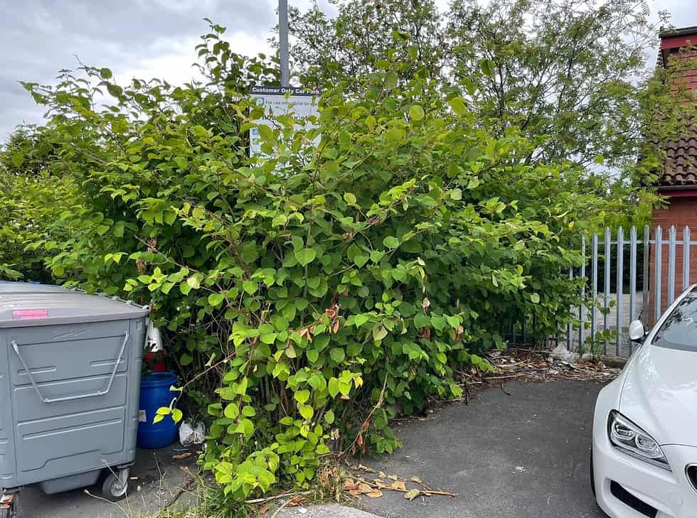 Japanese Knotweed Explained 2025 - Japanese Knotweed Plus