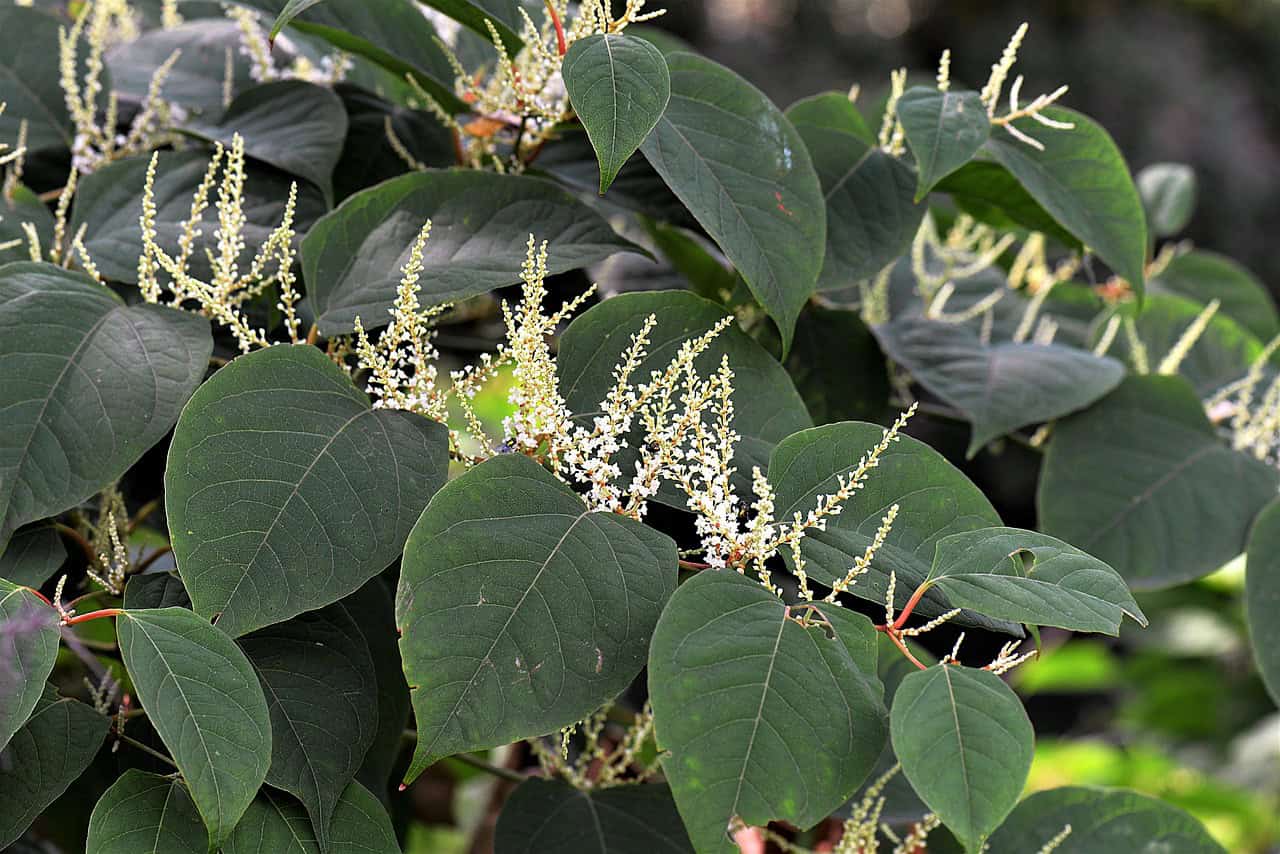 Can Japanese Knotweed grow from seed ? 2025 - Japanese Knotweed Plus