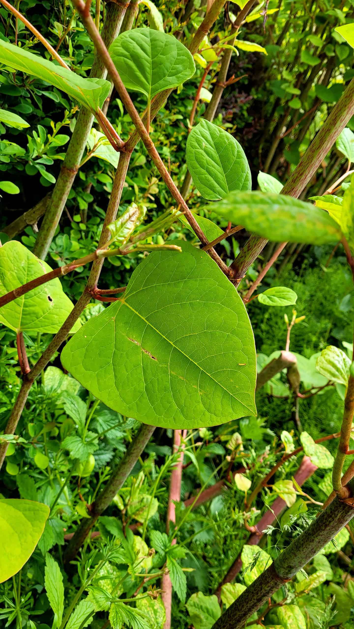 Where is Japanese knotweed growing in the UK? 2025 Japanese Knotweed Plus