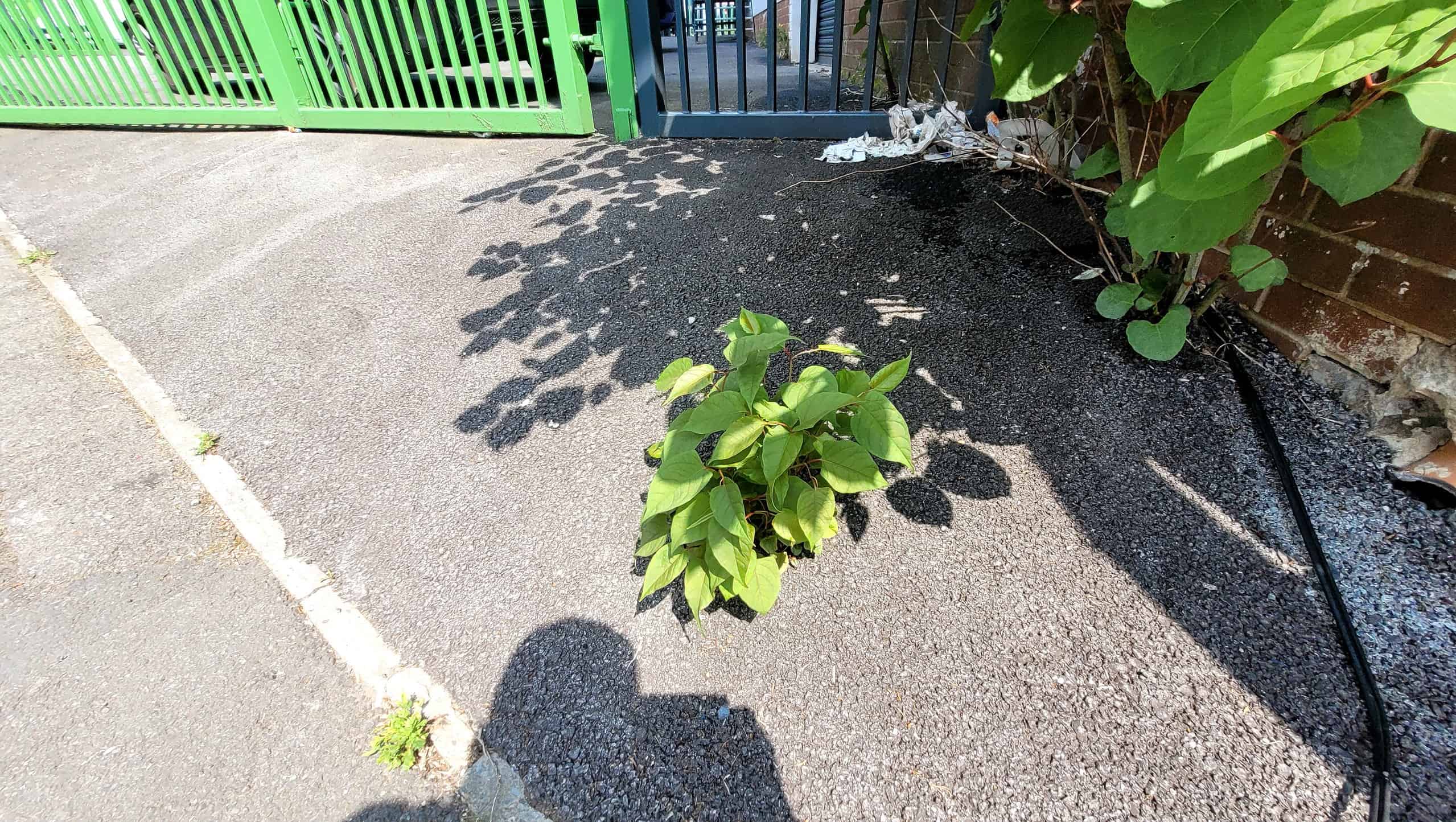 How deep do Japanese knotweed roots go? 2025 - Japanese Knotweed Plus