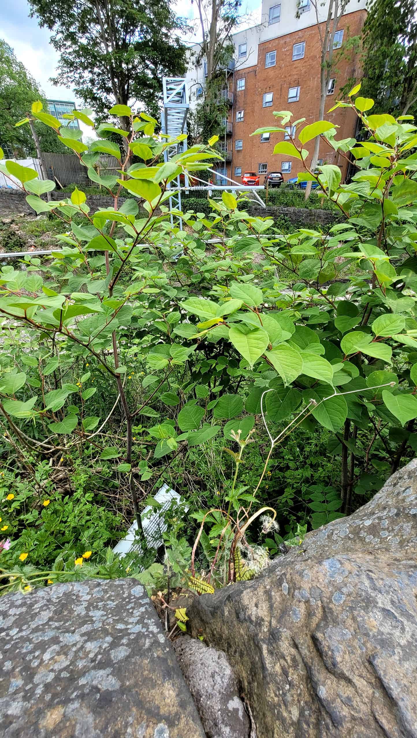 Japanese Knotweed: What You Need to Know and How to Deal with it 2025 ...