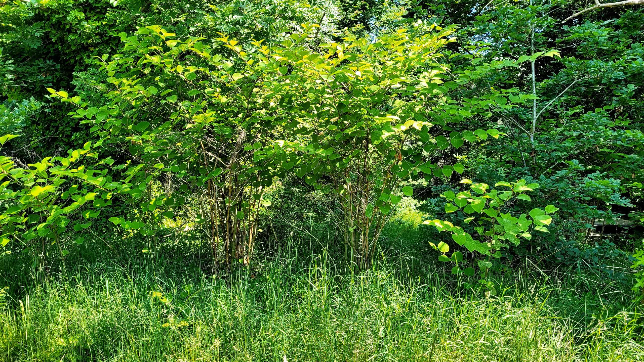 How harmful is Japanese knotweed? 2026 - Japanese Knotweed Plus