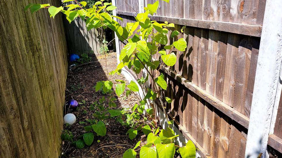 What is the 3-meter rule regarding Japanese knotweed? 2025 - Japanese ...