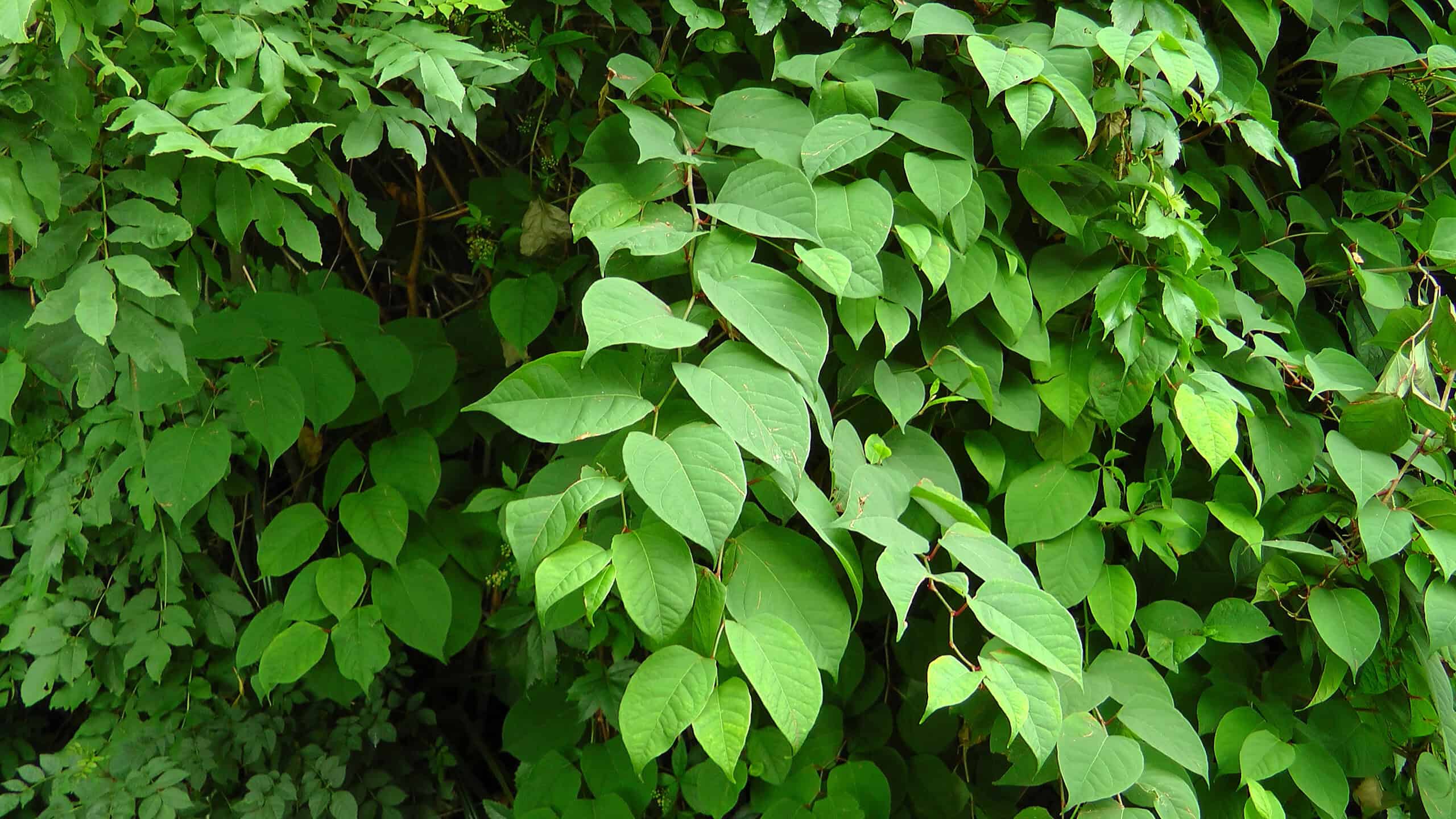 what does Japanese knotweed look like? 2025 - Japanese Knotweed Plus