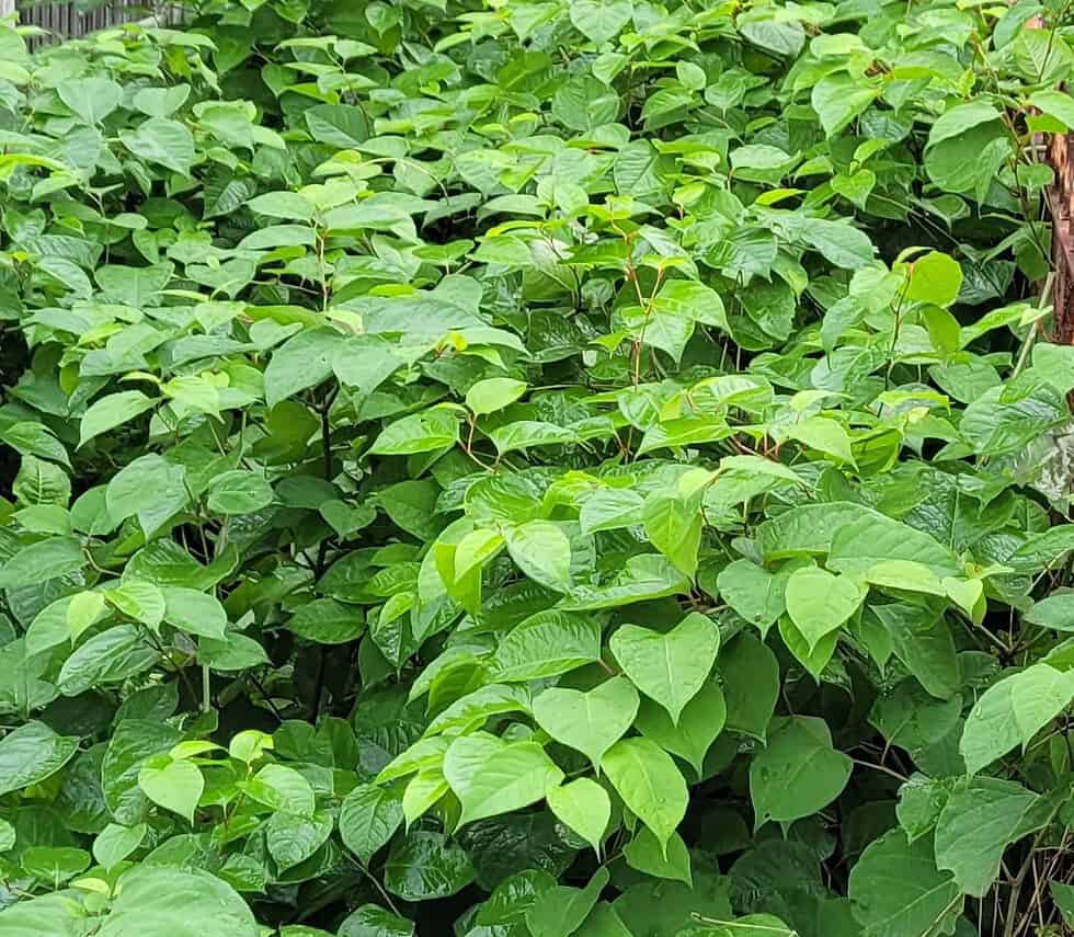 Signs of Japanese Knotweed: How to Spot It Early 2026 - Japanese ...